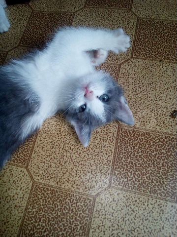 Котёнок