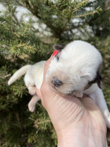 Продажа Туркменский Алабай. Девочки