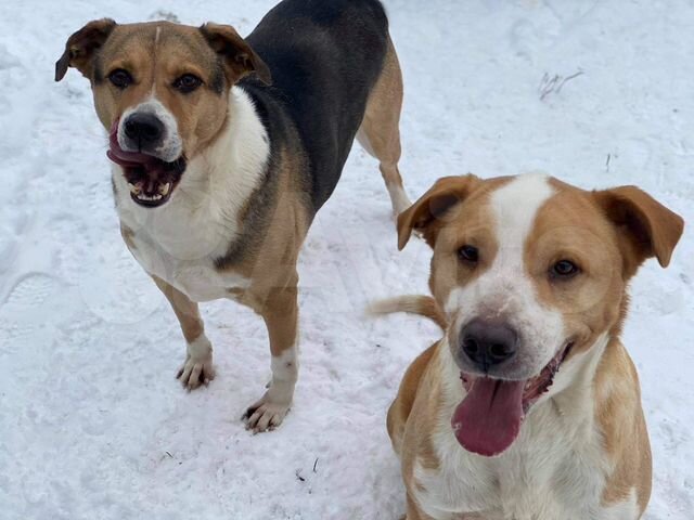 Братья-песики в добрые руки