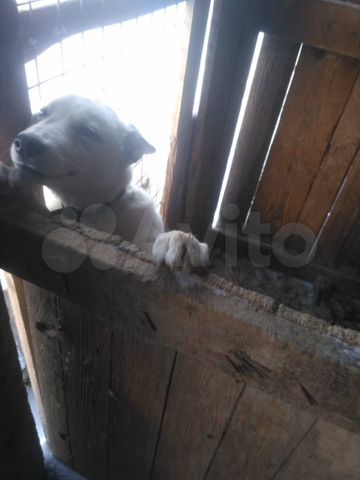 Самоедска лайка бесплатно