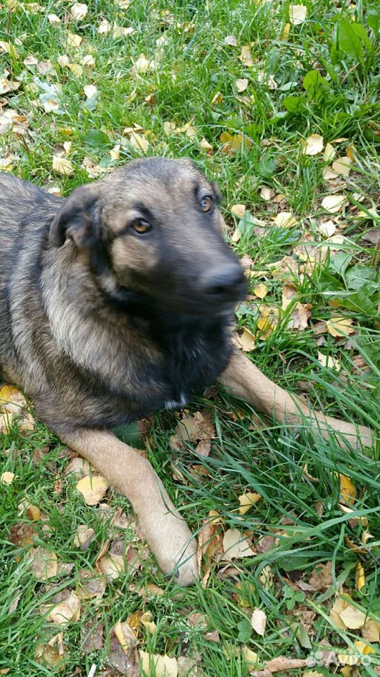 Собака Крепыш, возраст 5 месяцев, мальчик